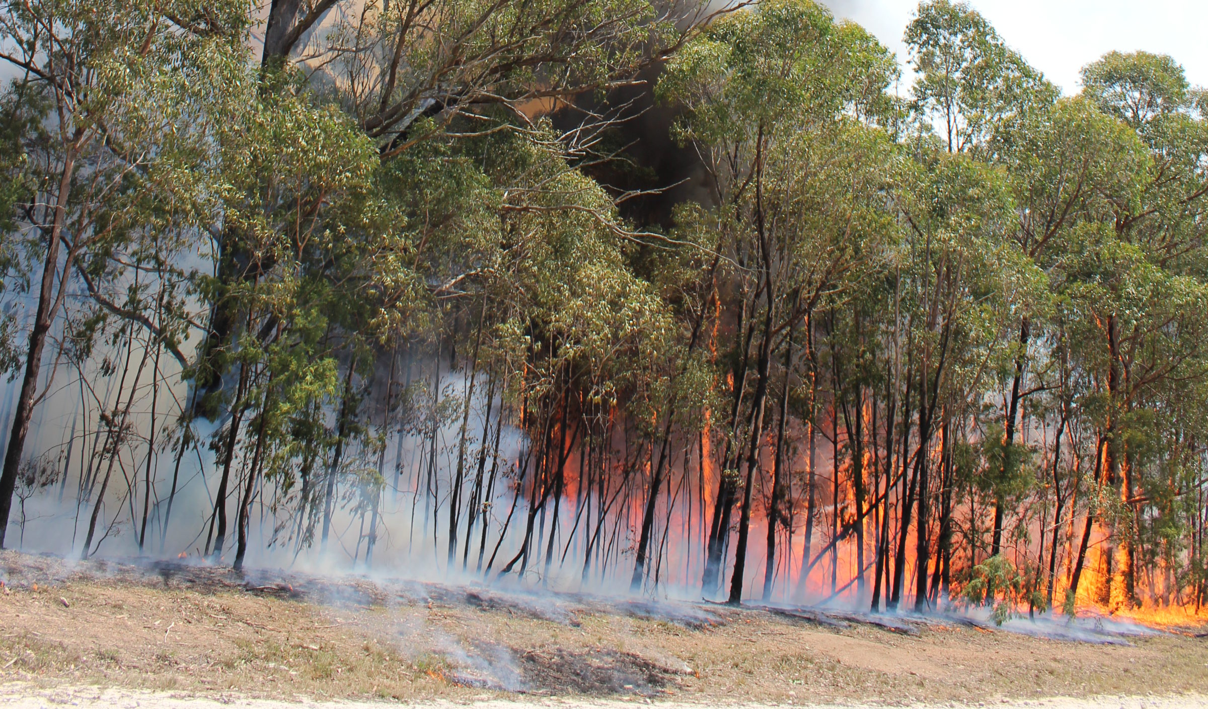 EMERGENCY WARDEN TRAINING – The Bushfire Foundation Inc