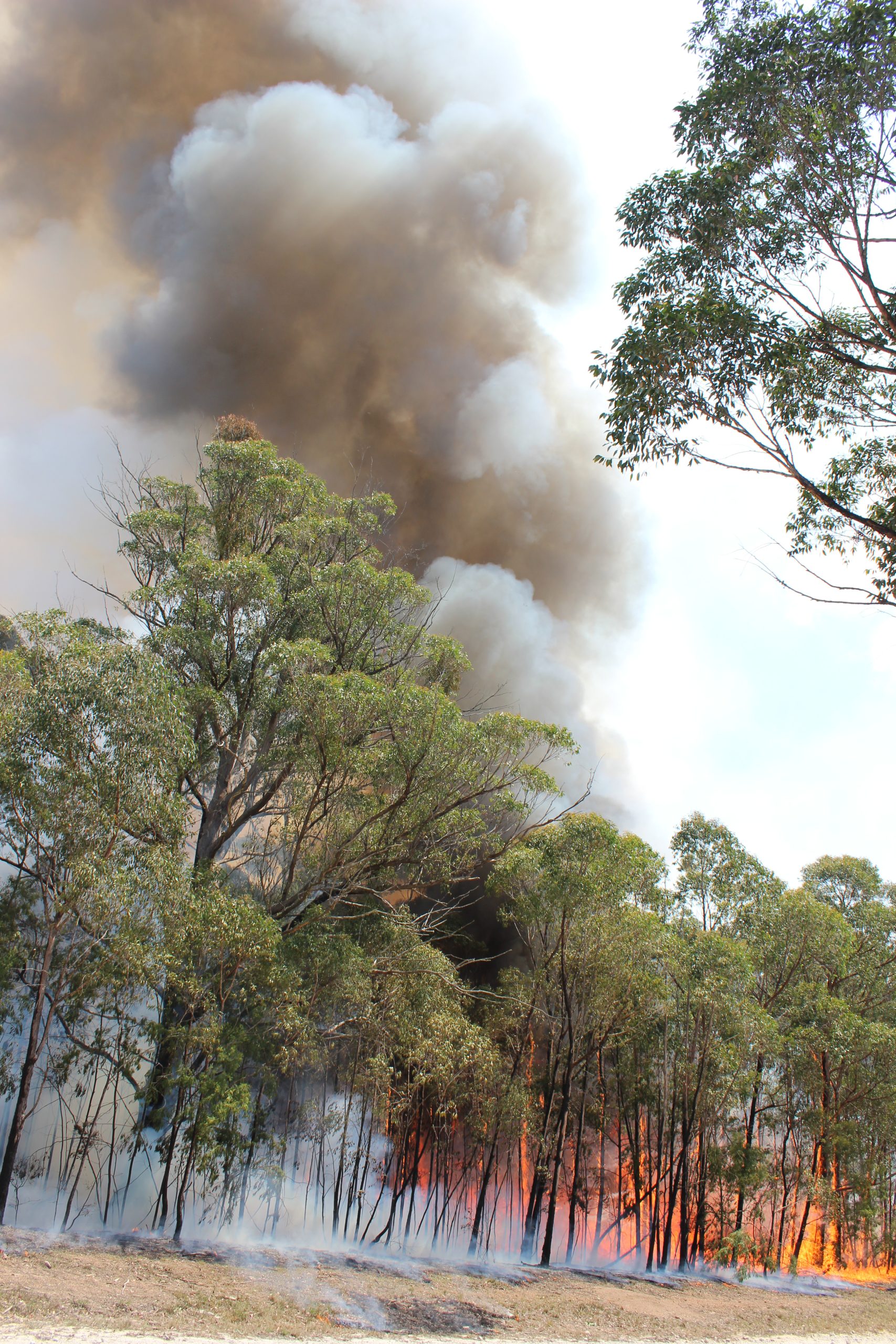 The Bushfire Foundation Inc